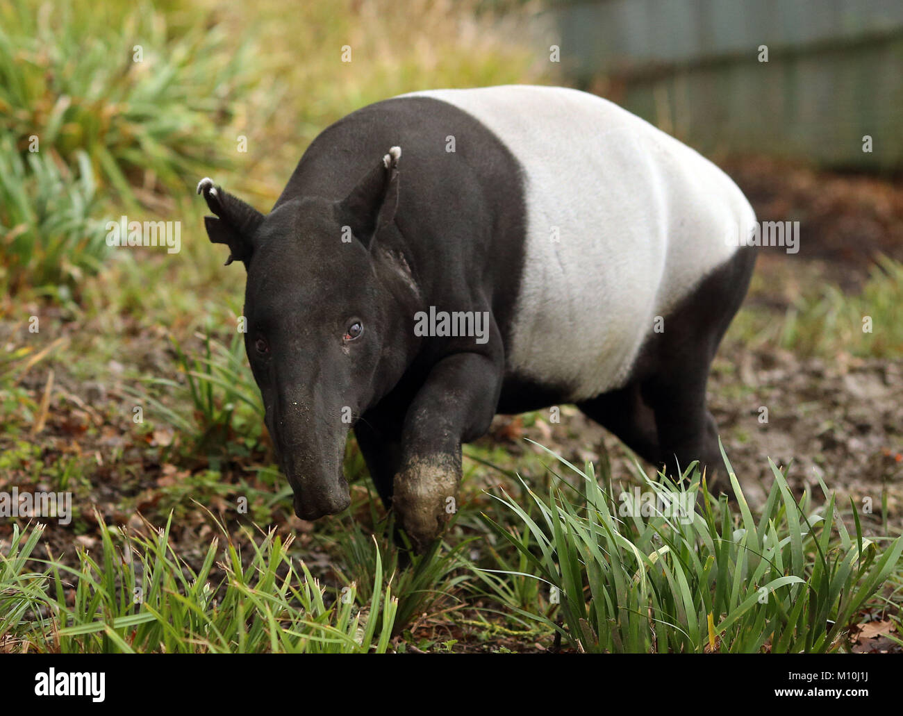 Kingut the Malayan Tapir celebrates his 40th birthday in his enclosure ...