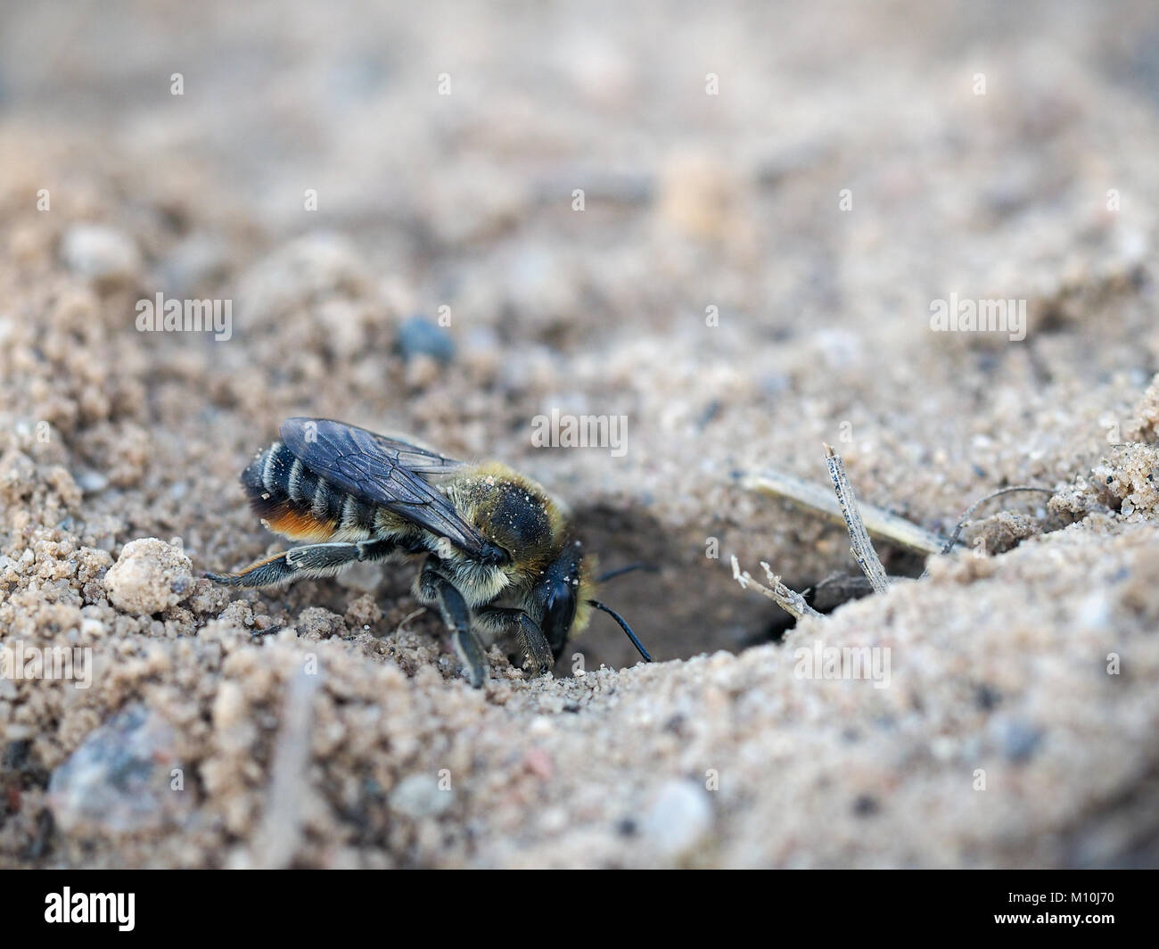 Leaf cutting bees hi-res stock photography and images - Alamy