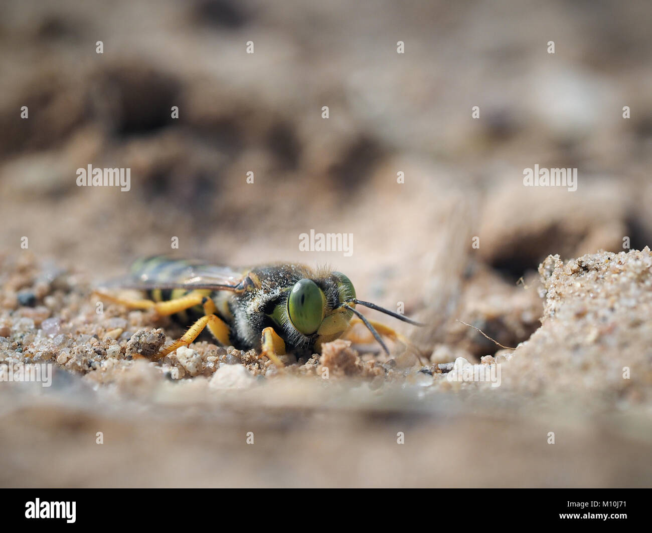 Bembix rostrata hi-res stock photography and images - Alamy