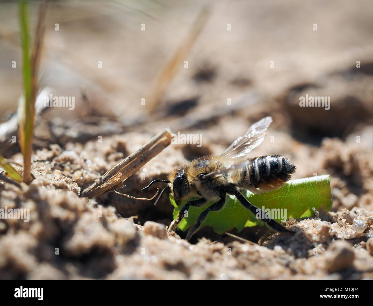 Wild earth bee Megachilidae. Insect hole pulls in green leaf plants ...