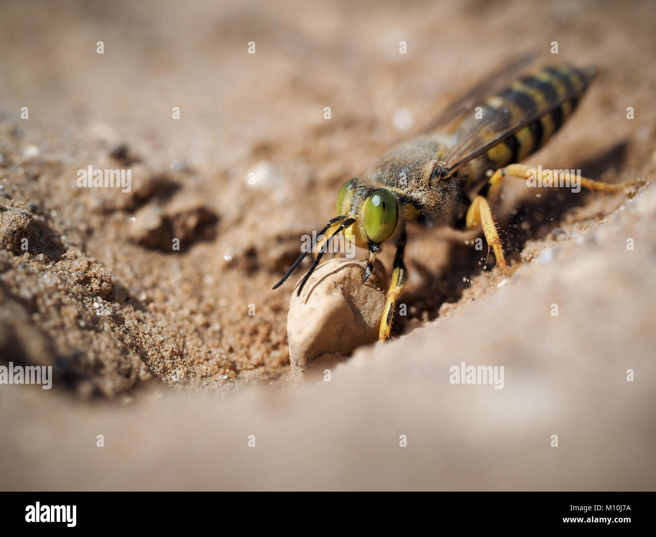 Bembix rostrata is digging a hole in the sand. Sand wasp dragging a ...
