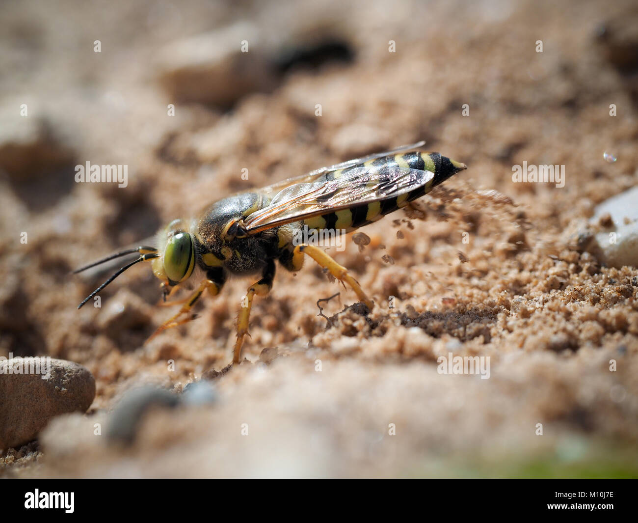 Bembix rostrata is digging a hole in the sand. Sand wasp Stock Photo ...