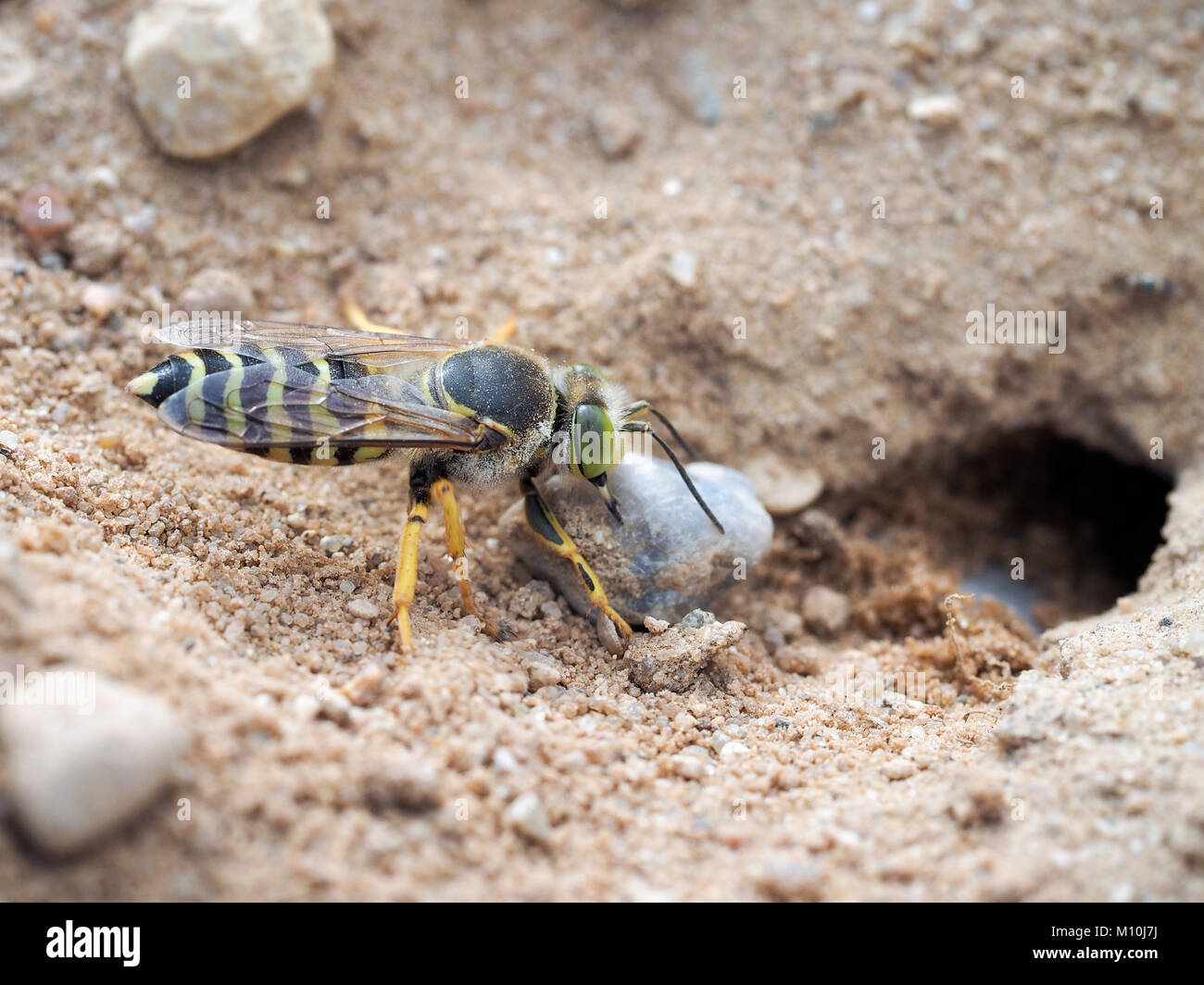 Bembix rostrata is digging a hole in the sand. Sand wasp dragging a ...