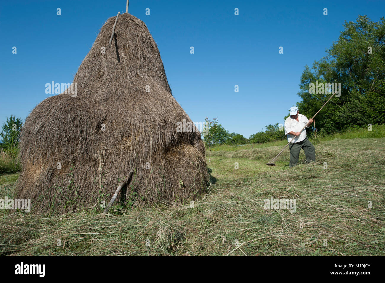 Romania, Maramures County, Village of Breb.Collecting the hay. in ...