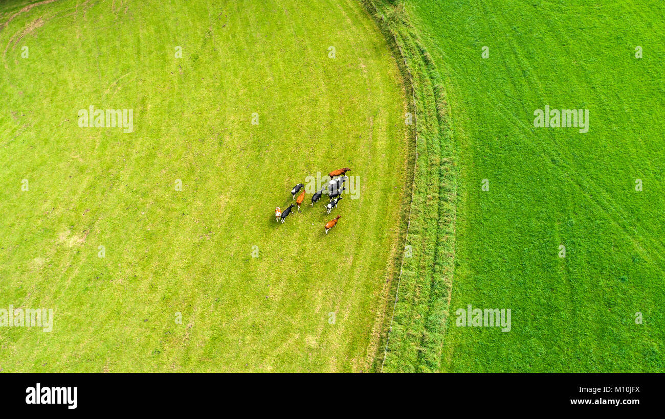 Bird's eye view over beautiful landscape with a lake and green forest ...
