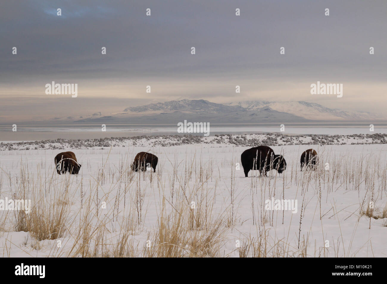 Salt lake city utah bison hi-res stock photography and images - Alamy