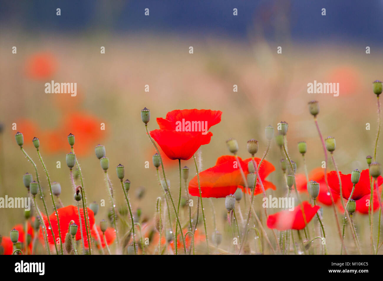 Remembrance poppy hi-res stock photography and images - Alamy