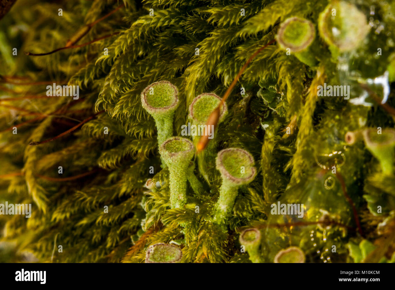 Moss spores hi-res stock photography and images - Alamy