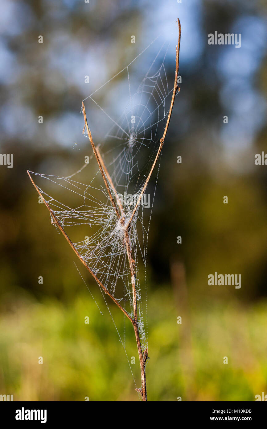 Colorful spider in cobweb hi-res stock photography and images - Alamy