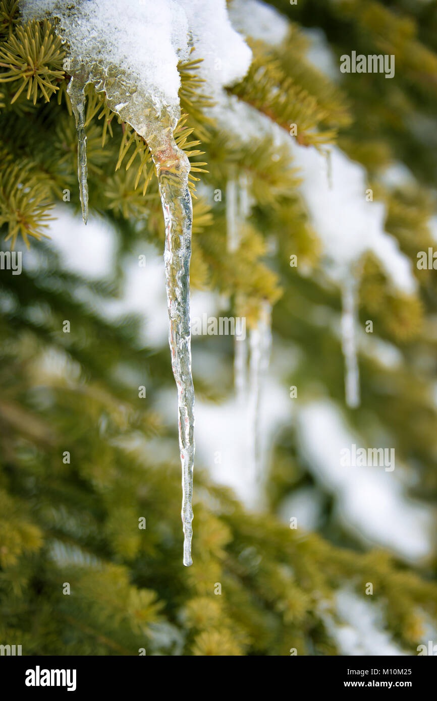 Icicle plant hi-res stock photography and images - Alamy