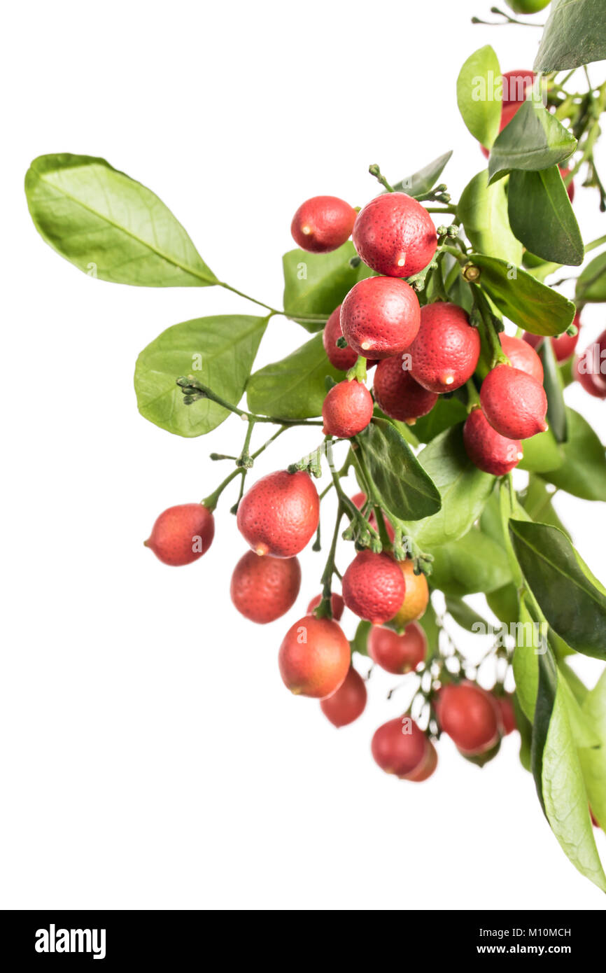 Murraya plant with fruits isolated on a white background Stock Photo ...