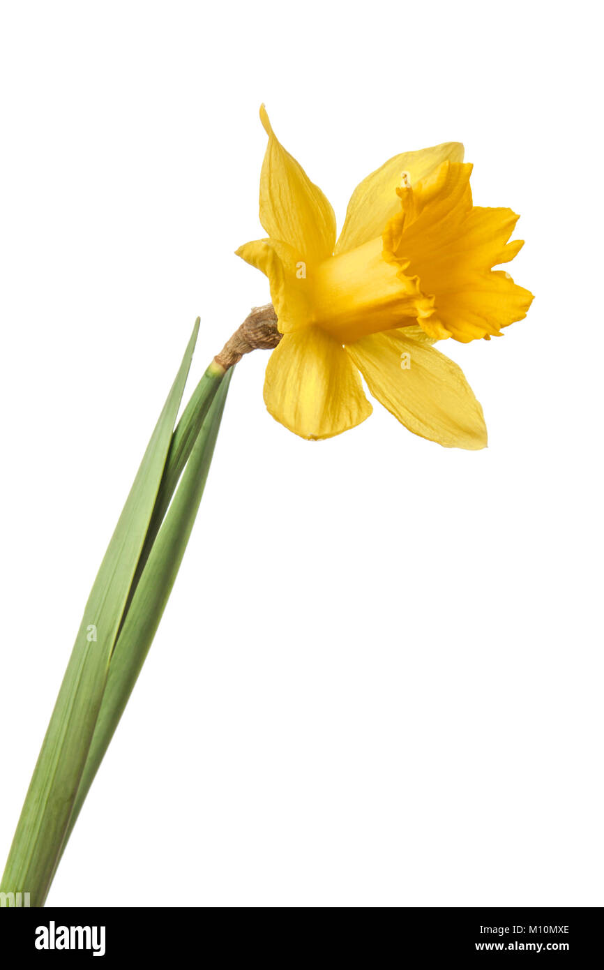 Single narcissus flower isolated on a white background Stock Photo - Alamy