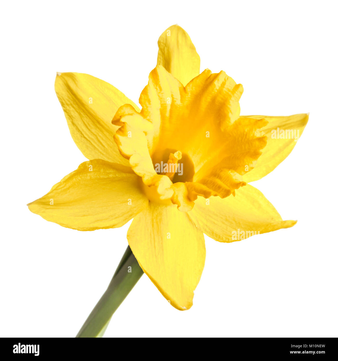 Single narcissus flower isolated on a white background Stock Photo - Alamy