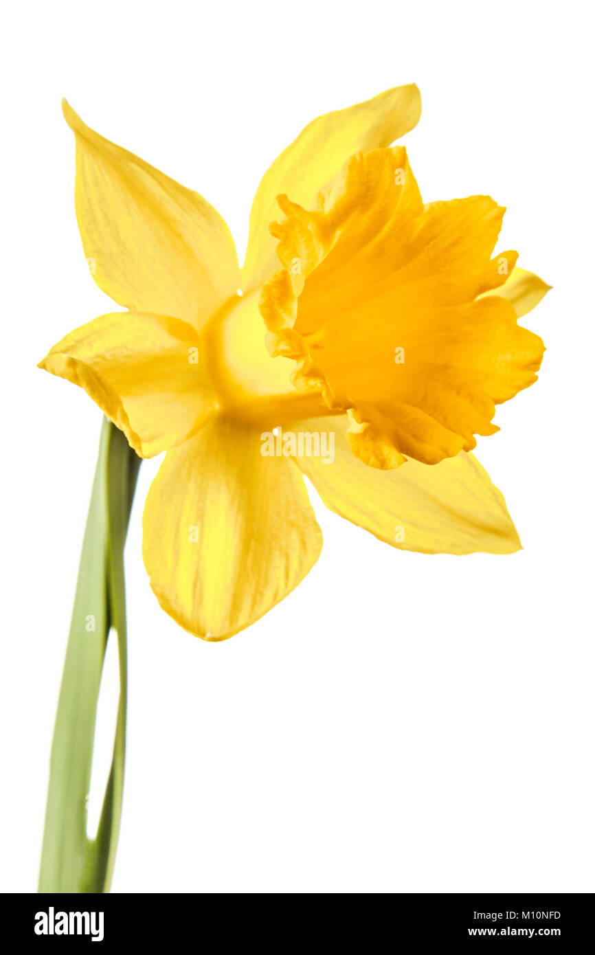 Single narcissus flower isolated on a white background Stock Photo - Alamy