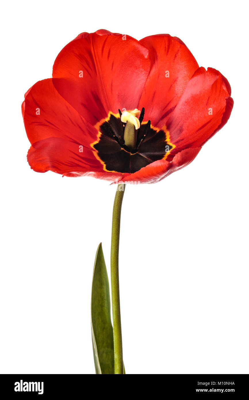 Single flower isolated on a white background Stock Photo - Alamy