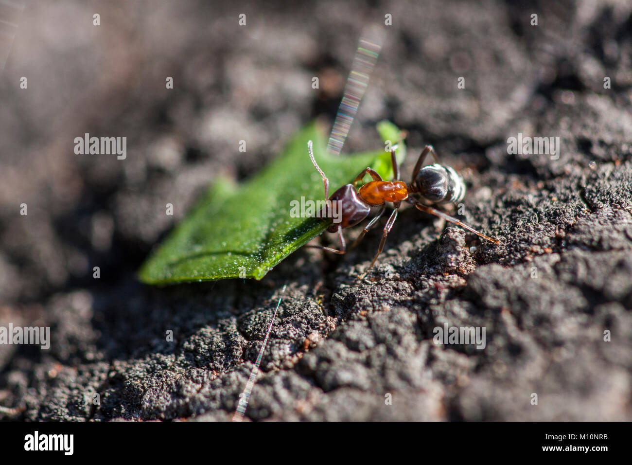 ants at work Stock Photo - Alamy