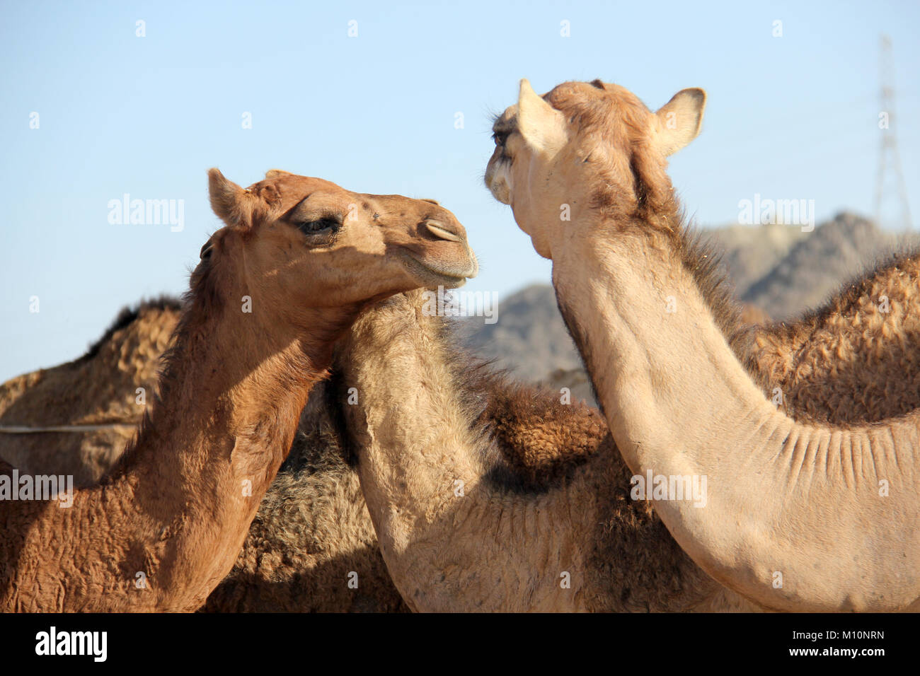 Camel breeding farm hi-res stock photography and images - Alamy