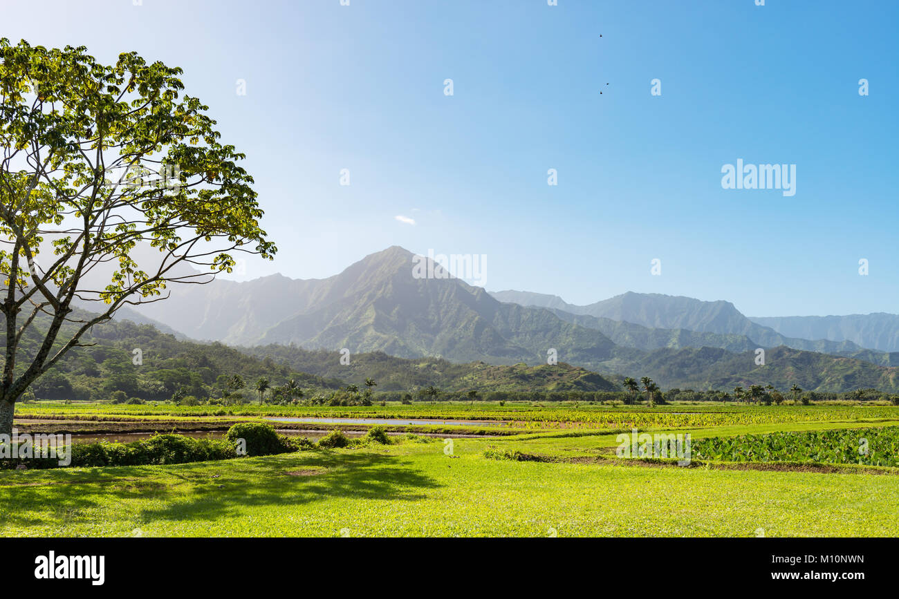 Poi hawaii hi-res stock photography and images - Alamy