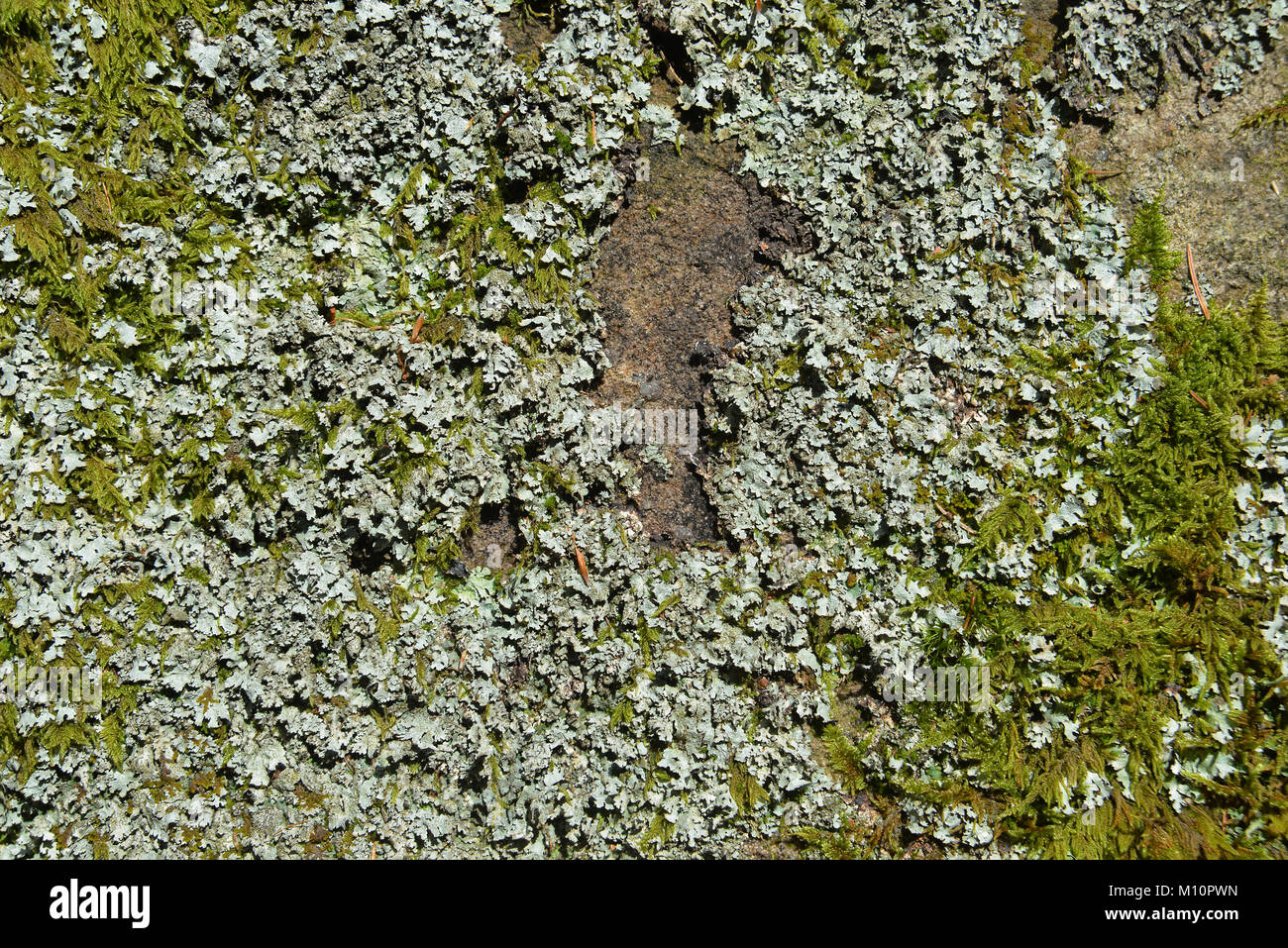 the structure of the old rocks in close-up Stock Photo - Alamy