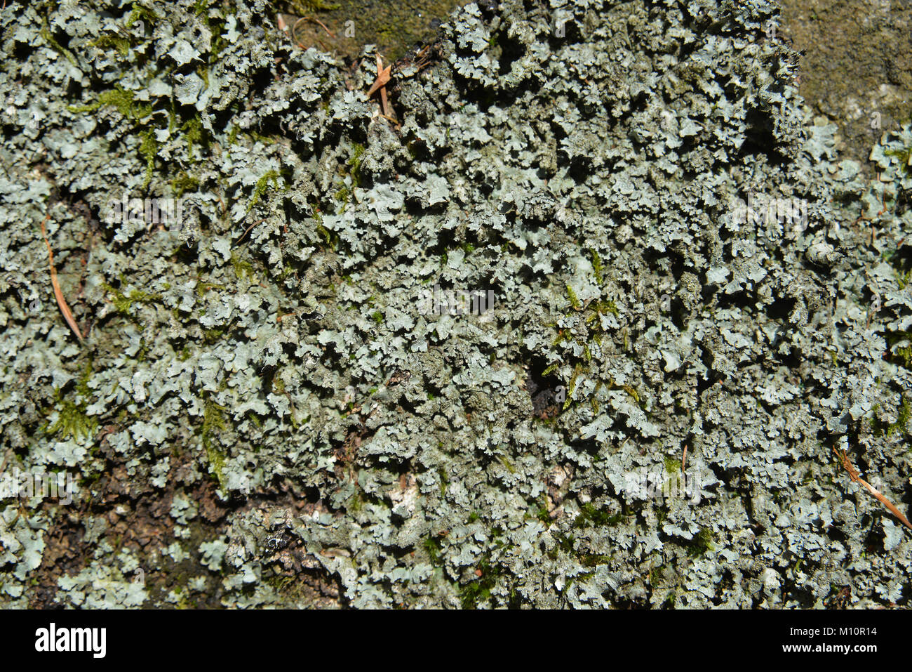 the structure of the old rocks in close-up Stock Photo - Alamy
