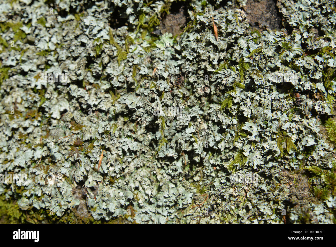 the structure of the old rocks in close-up Stock Photo - Alamy