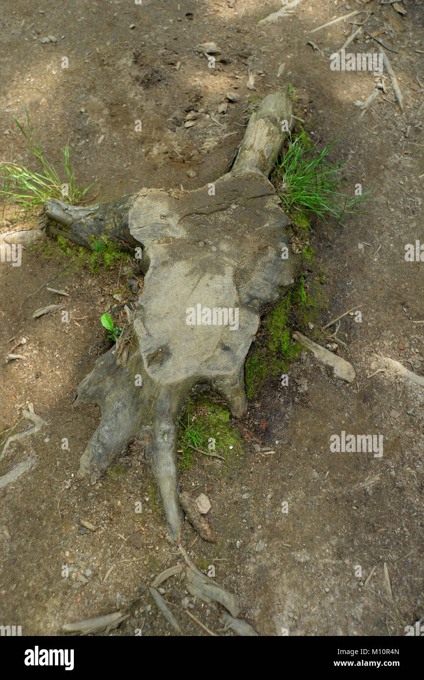 Old trunk after cut down coniferous tree Stock Photo - Alamy