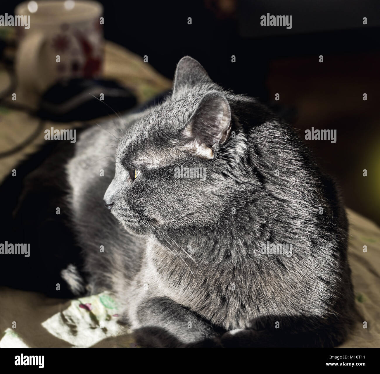 Beauty adult gray cat in profile at home relax Stock Photo - Alamy