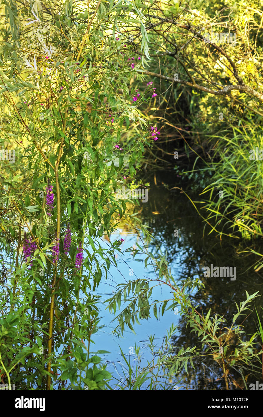 River water green grass bushes hi-res stock photography and images - Alamy