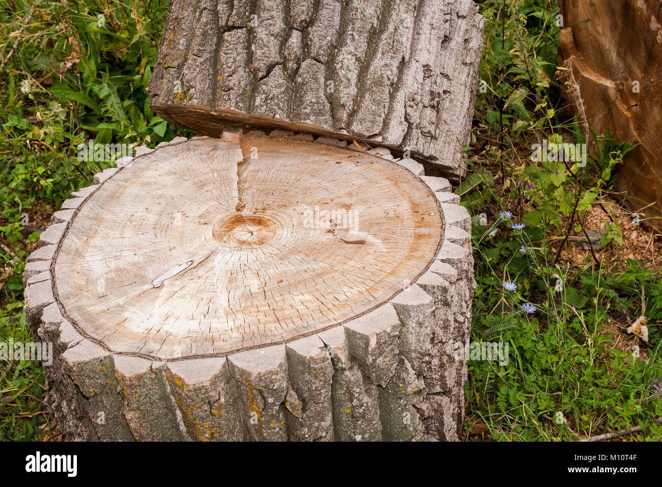 Piled one on other two poplar stumps Stock Photo - Alamy
