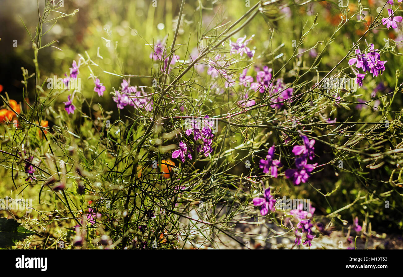 Pretty summer purple flowers at sunny summer day Stock Photo - Alamy