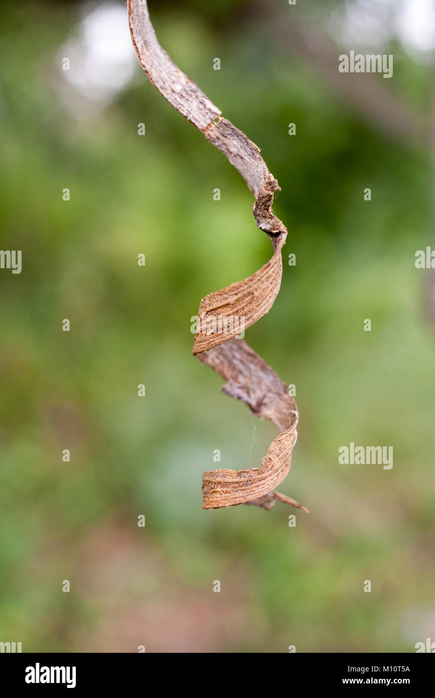 Thin strip of tree bark twisted into spiral is hanging on green blurred ...