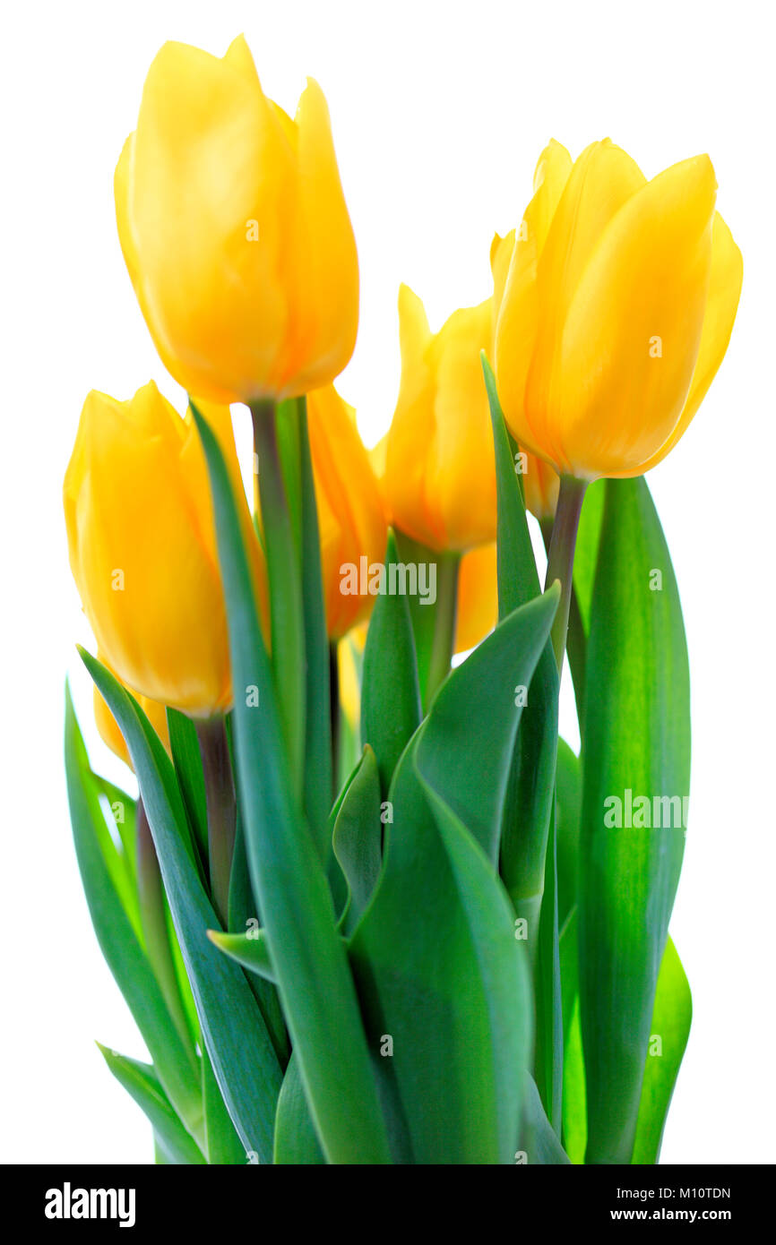 Botanic tulips hi-res stock photography and images - Alamy