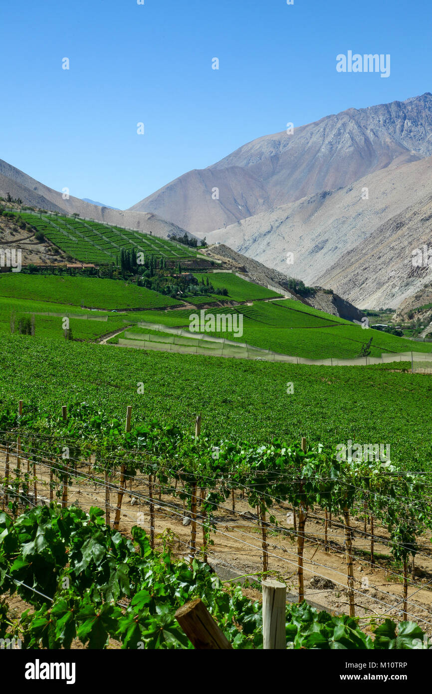 Vineyard elqui valley hi-res stock photography and images - Alamy