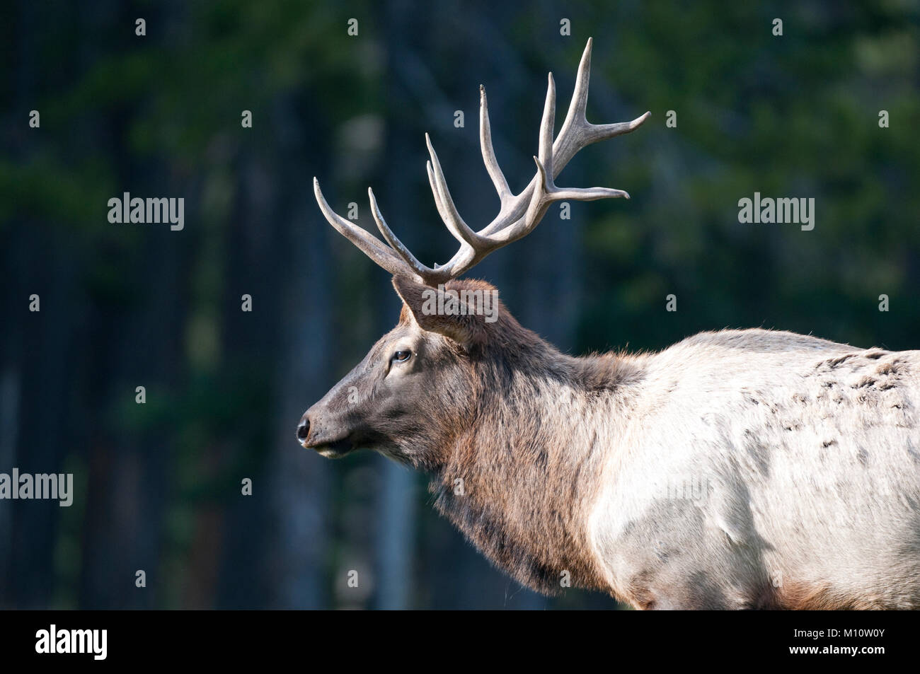 Elk (Cervus canadensis) stag in Banff National Park, Alberta Stock ...