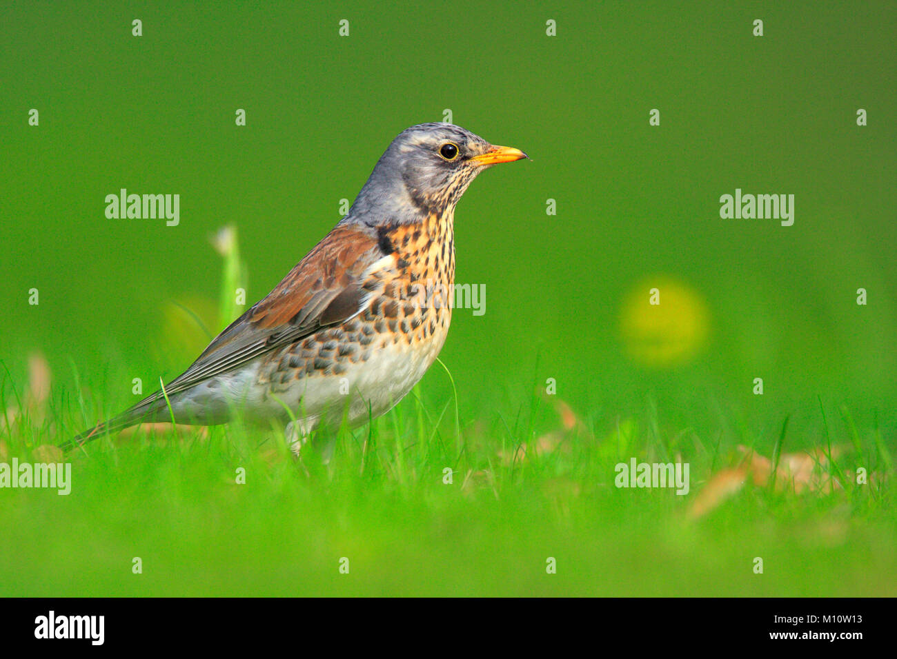 Single Fieldfare bird on grassy wetlands during a spring nesting period ...
