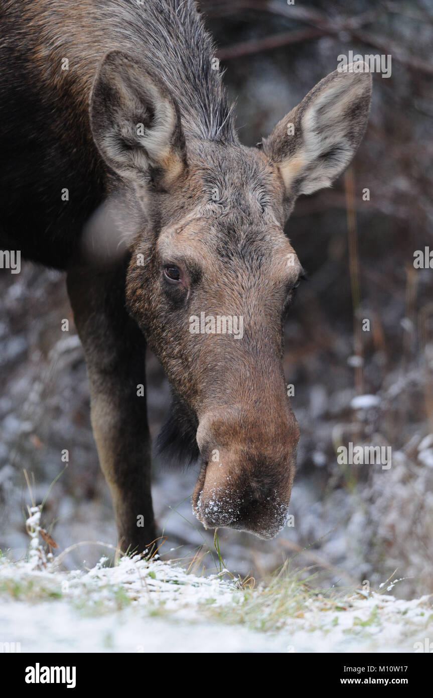 Mammals of banff national park hi-res stock photography and images - Alamy