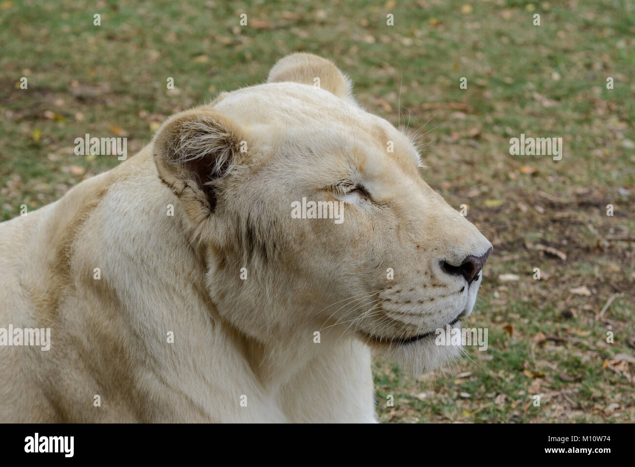 White lioness rare lion hi-res stock photography and images - Alamy