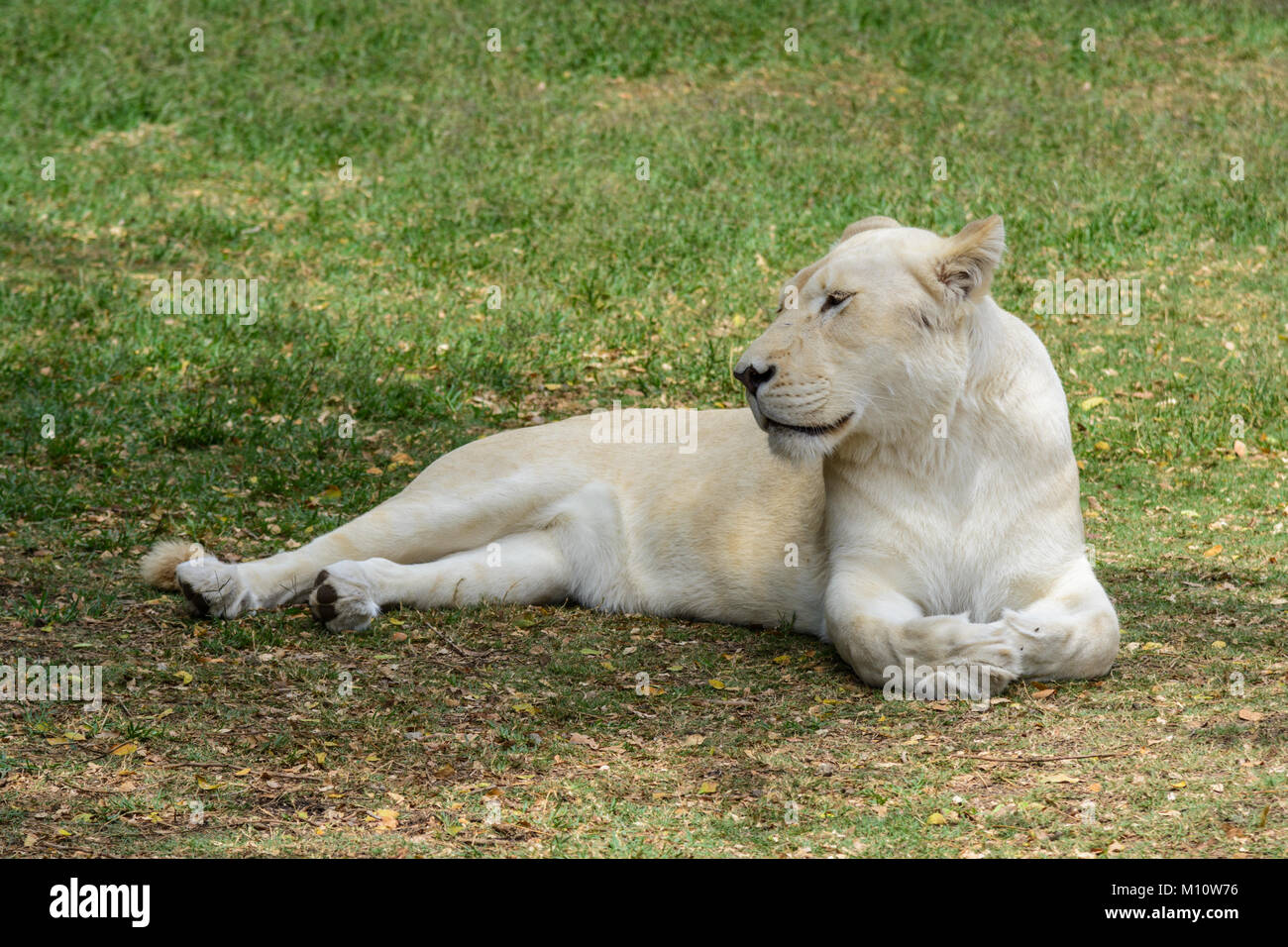 Close-up of a rare female white African lioness (Panthera leo) relaxing ...