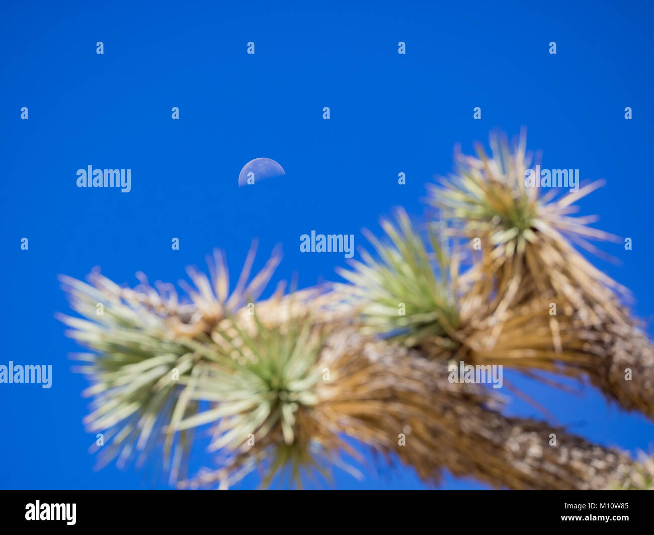Landscape in Joshua Tree National Park, morning Stock Photo - Alamy
