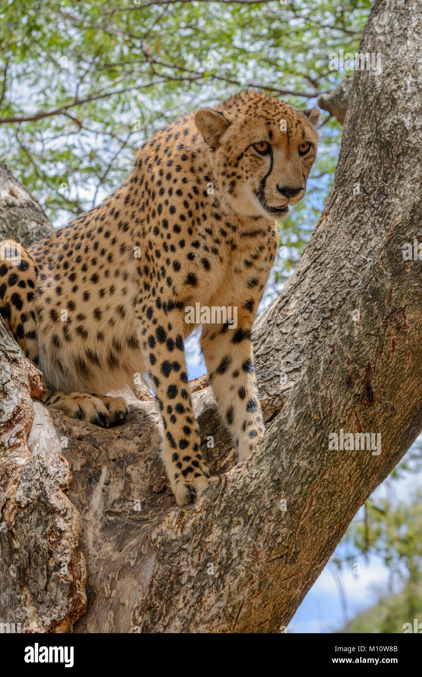 Cheetah sittiing hi-res stock photography and images - Alamy