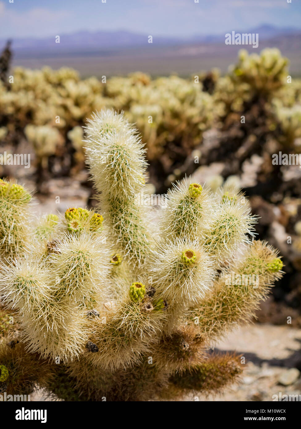 Landscape in Joshua Tree National Park, morning Stock Photo - Alamy
