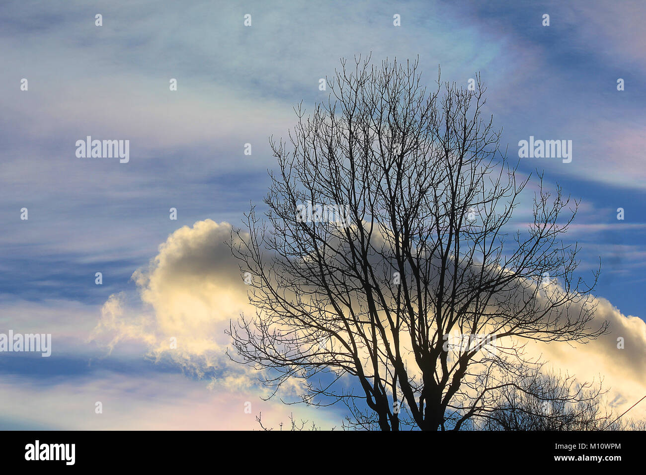 a tree on a sky background with clouds Stock Photo - Alamy