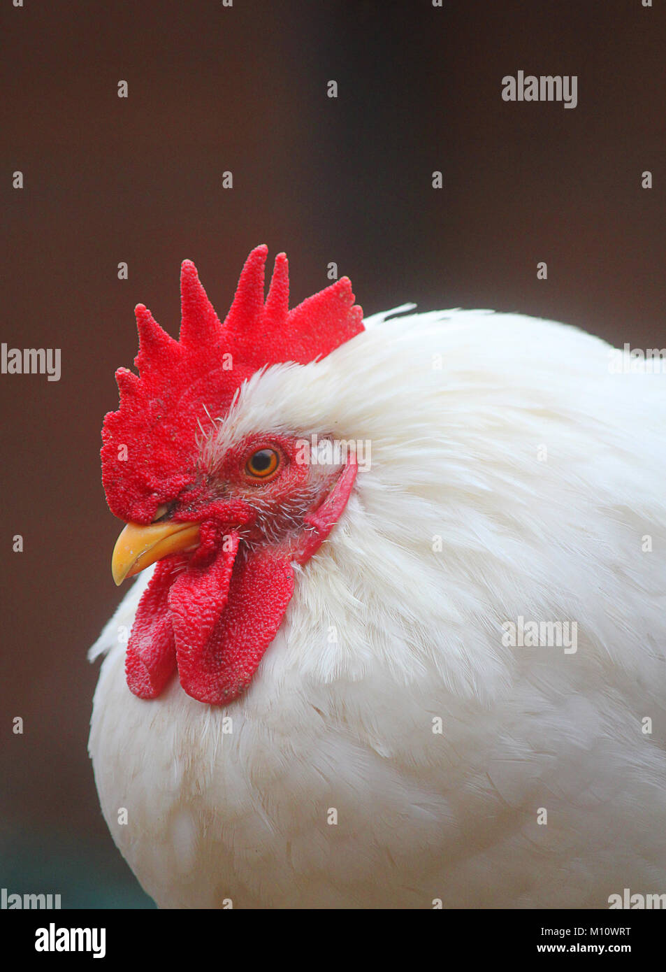 a close up of a white rooster Stock Photo - Alamy