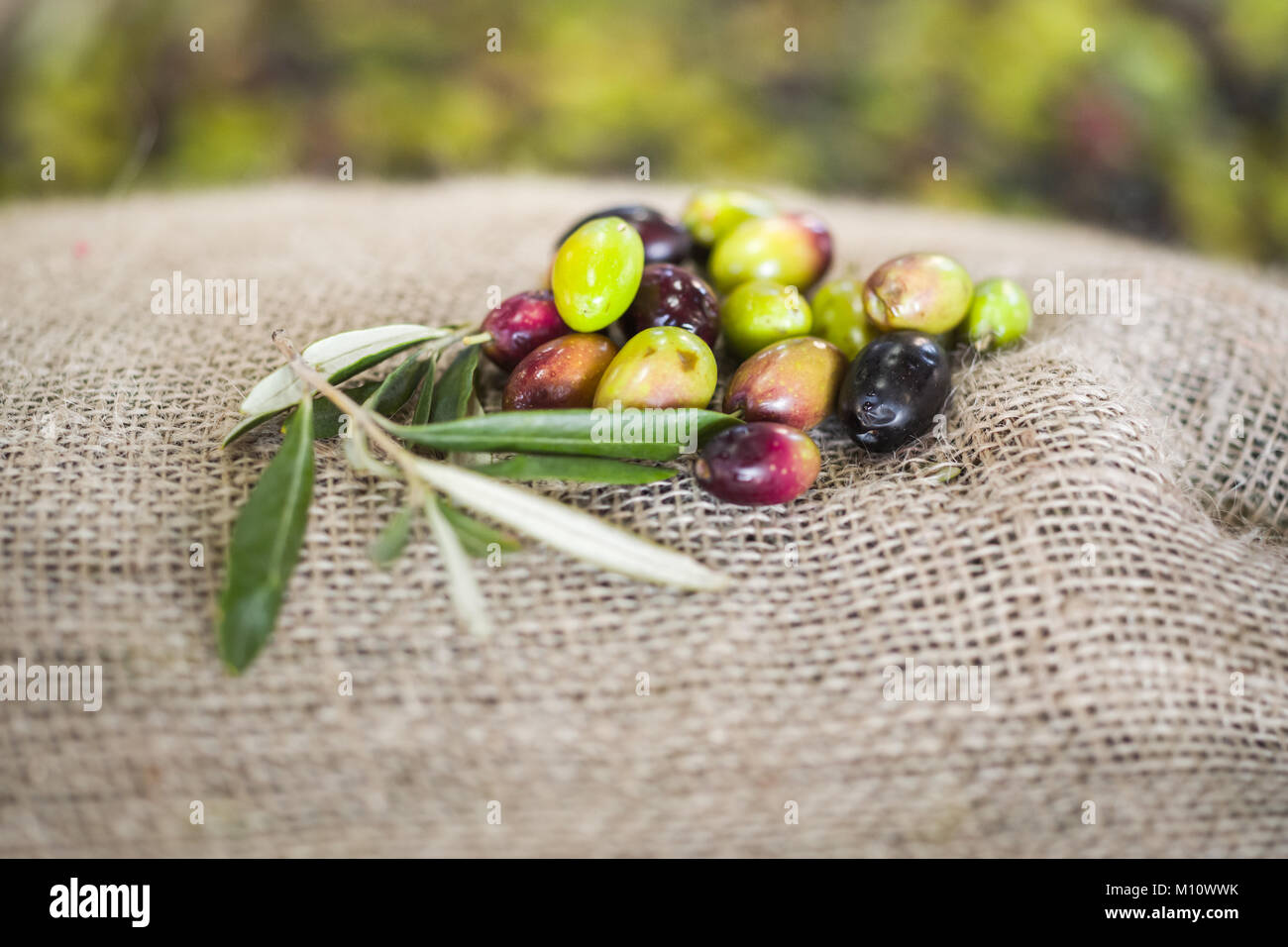 The making of extra virgin Olive Oil in Mola di Bari, Puglia Stock ...