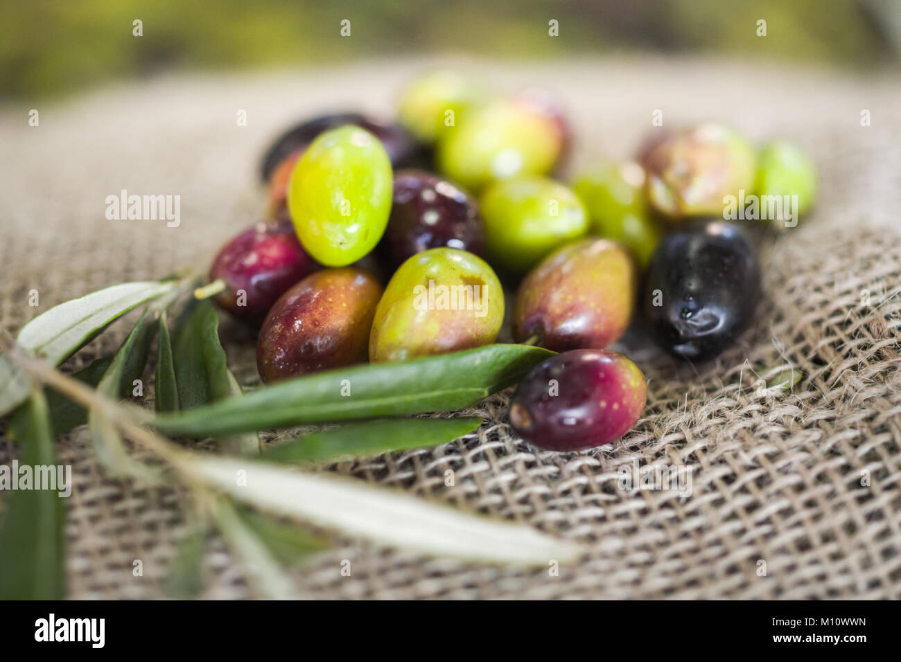 The making of extra virgin Olive Oil in Mola di Bari, Puglia Stock ...