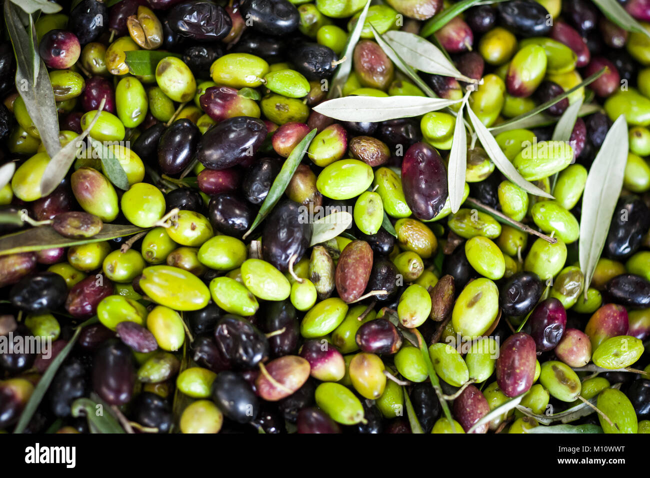 The making of extra virgin Olive Oil in Mola di Bari, Puglia Stock ...