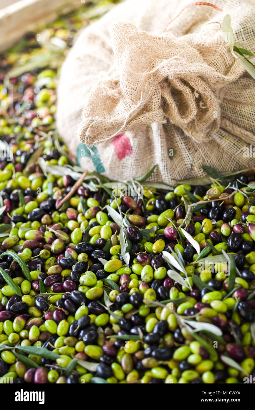 The making of extra virgin Olive Oil in Mola di Bari, Puglia Stock ...