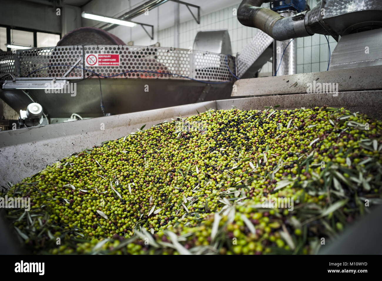 The making of extra virgin Olive Oil in Mola di Bari, Puglia Stock ...