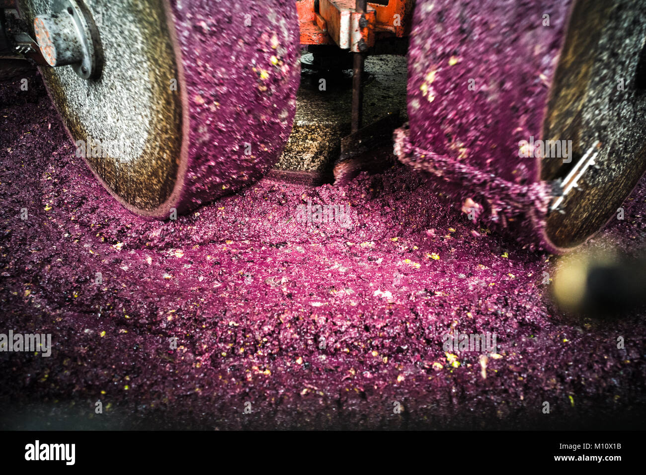 The making of extra virgin Olive Oil in Mola di Bari, Puglia Stock ...