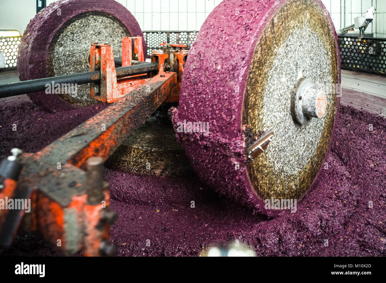 The making of extra virgin Olive Oil in Mola di Bari, Puglia Stock ...
